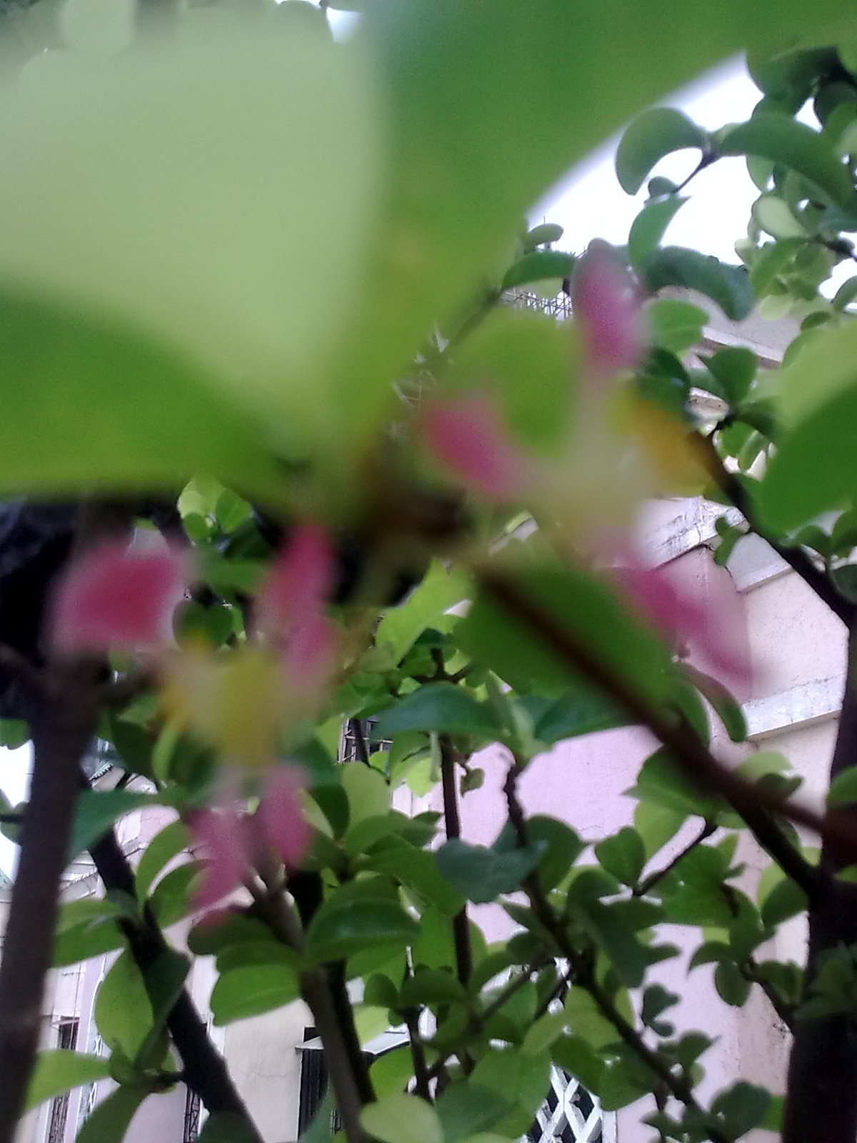 Garden Care Simplified: The Cherry Tree in Container