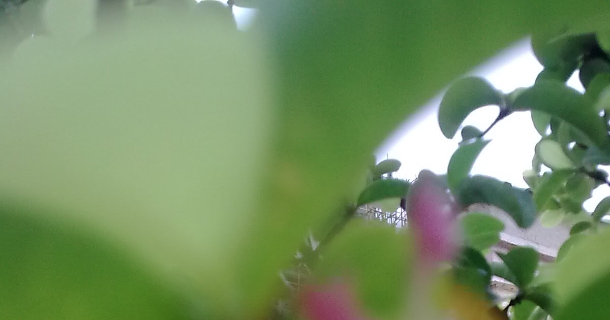 Garden Care Simplified: The Cherry Tree in Container