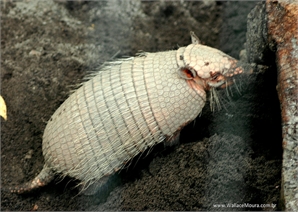 All Albino Animals: Albino Armadillo | White Armadillo.