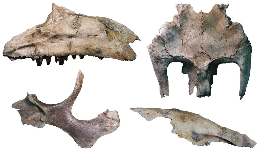 Mesozoica Galleria: April 2016