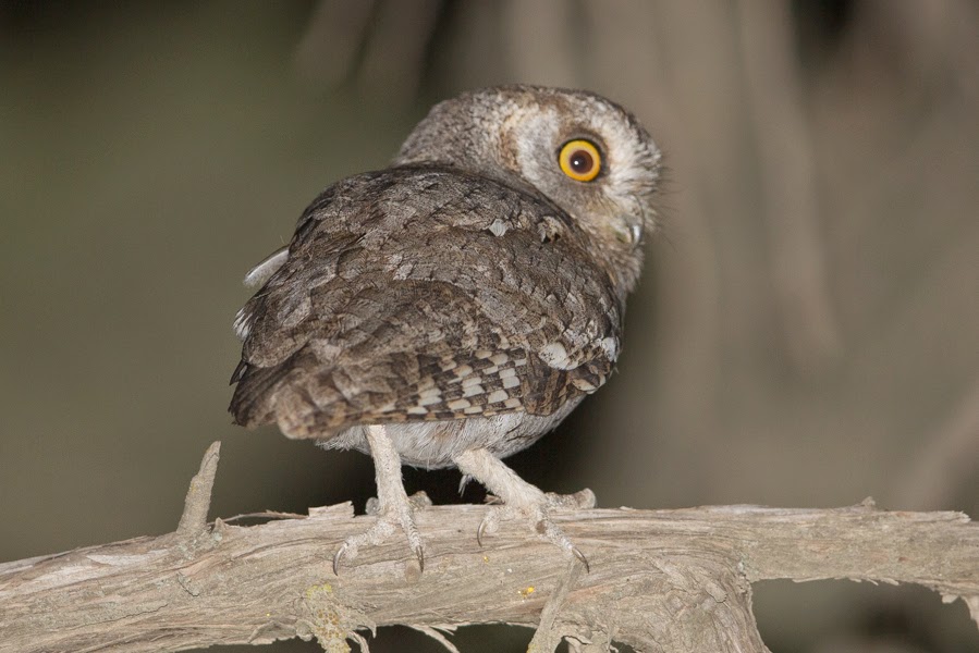 Birds of Saudi Arabia: Arabian Scops Owl at Al Mehfar Park - Tanoumah