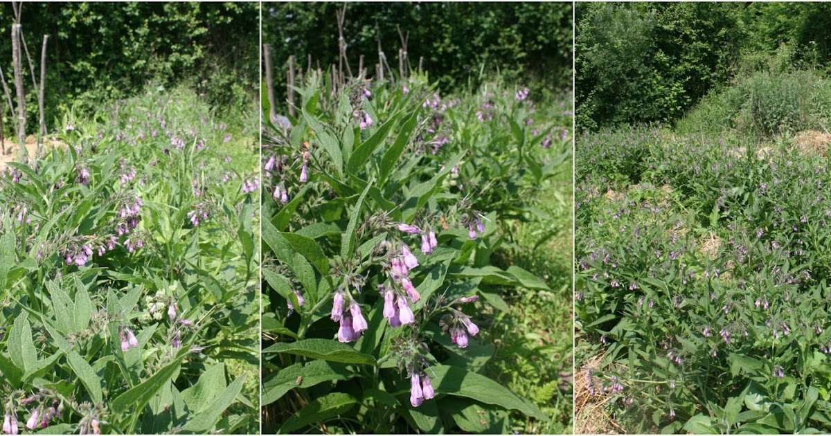 Balkan Ecology Project : How much Comfrey can you grow on 13 m2 ...