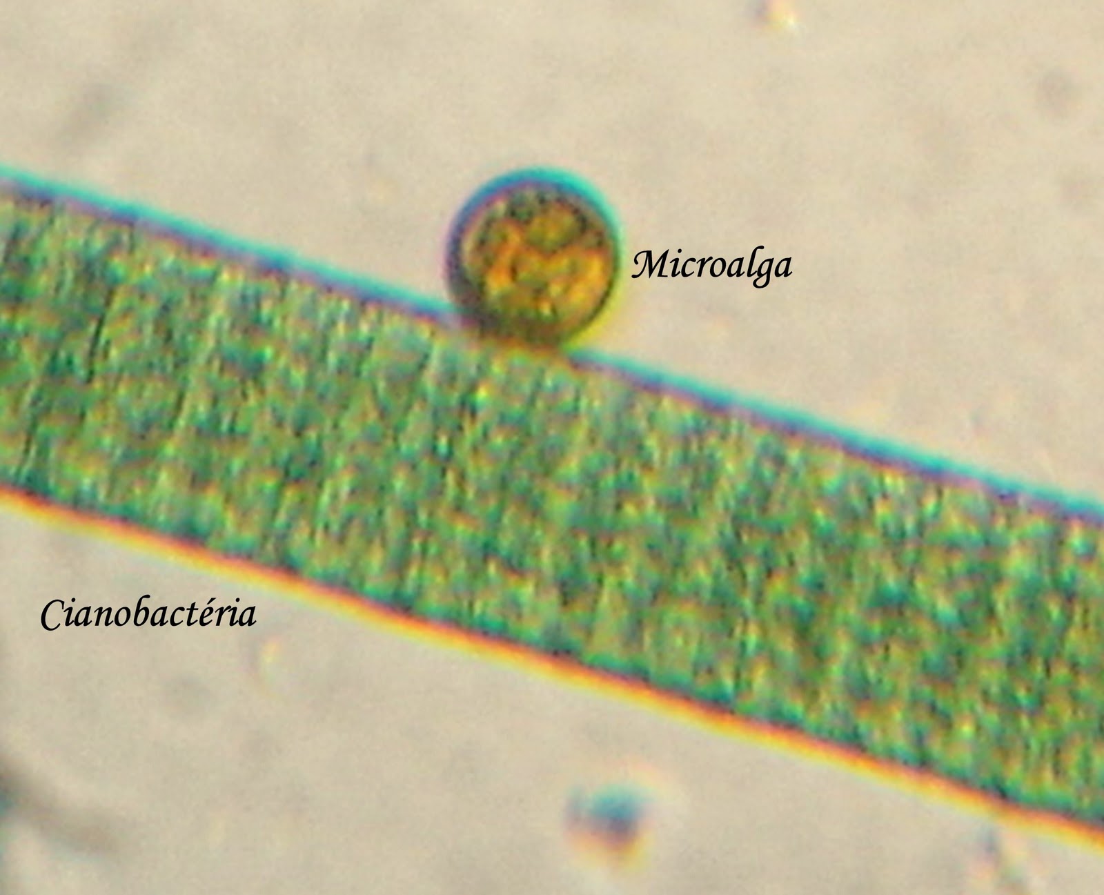 Cianobactérias | Biologia: A ciência da vida