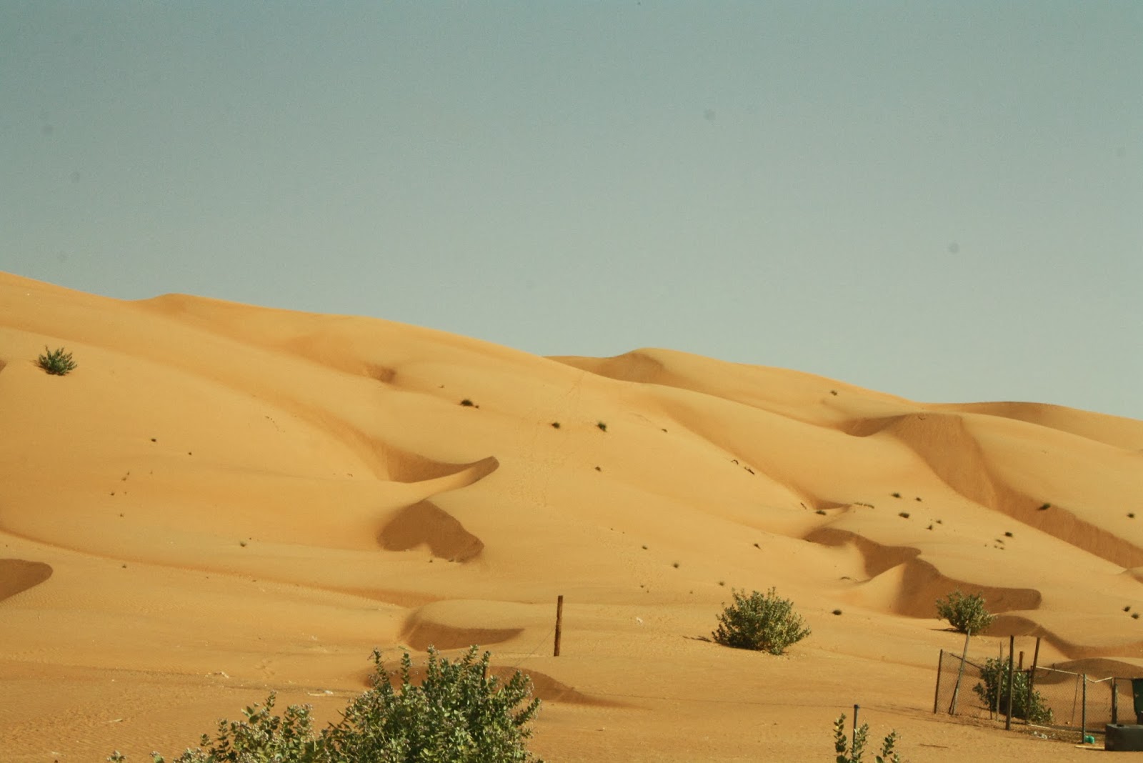 Oman en Dubai - 2013.: Geiten in Nizwa en zand in de woestijn.