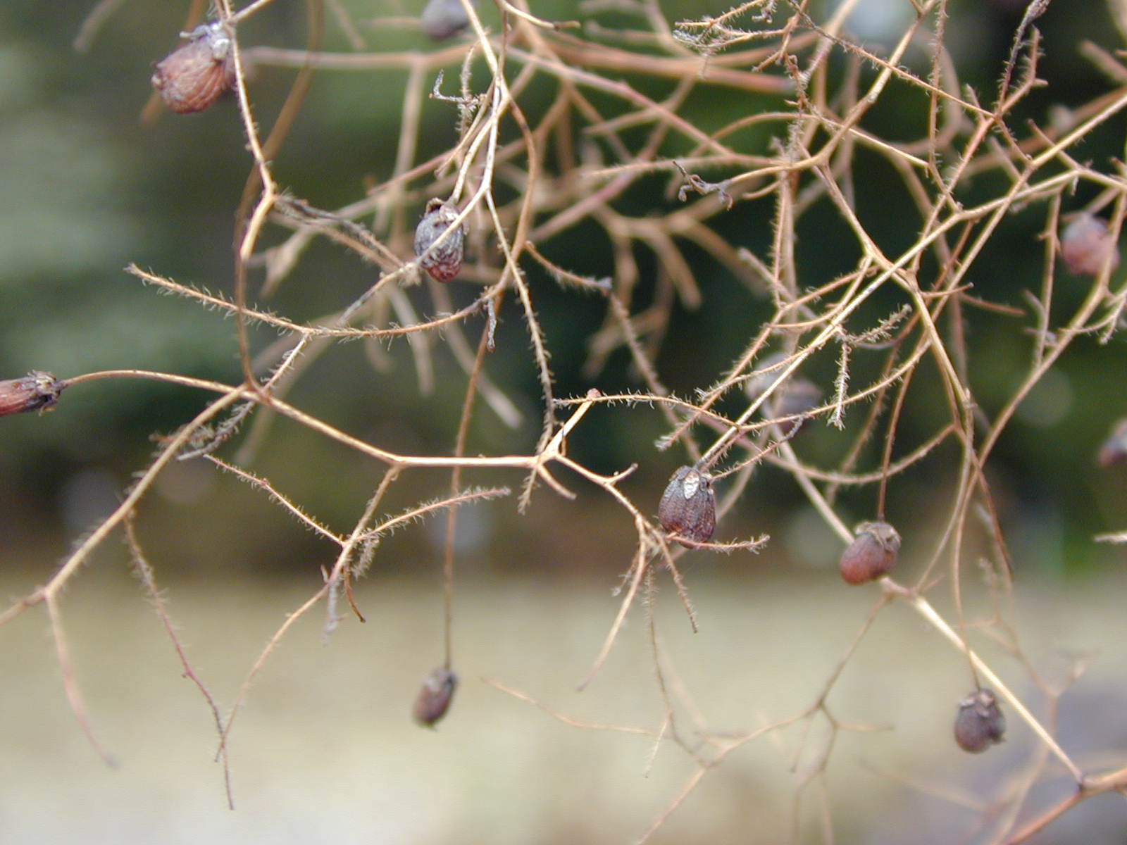 Trees of Santa Cruz County: Cotinus coggygria 'Royal Purple' - Royal ...