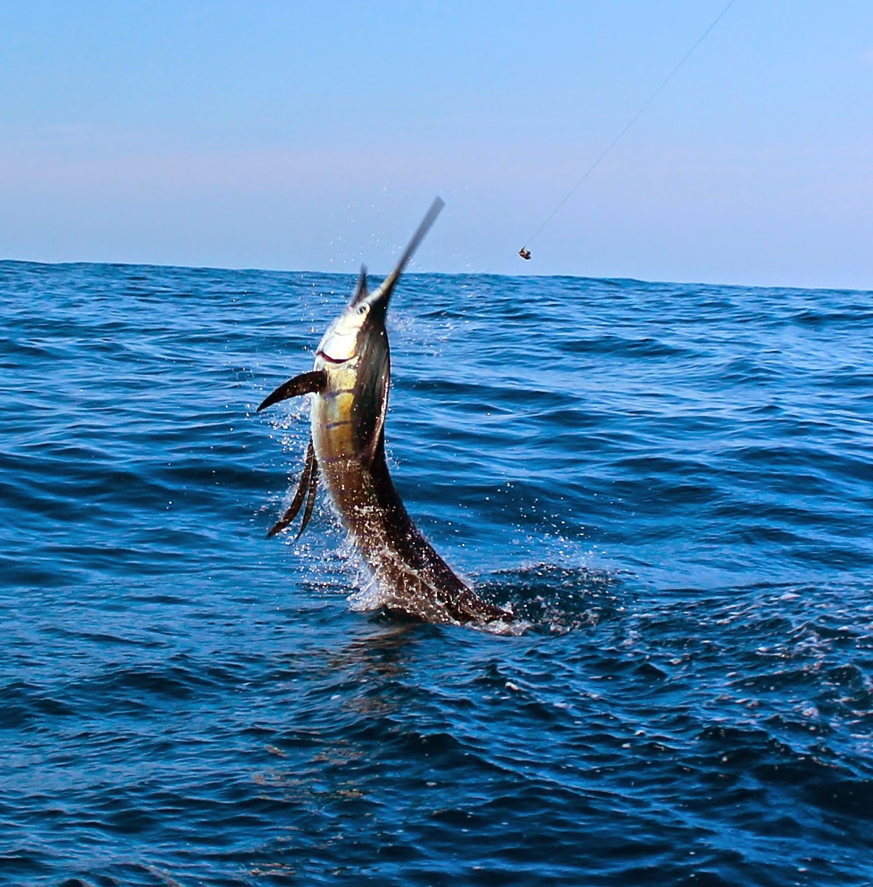 RED HOT BITE FOR THE NEW YEAR….THROUGH JAN 4th ’15 - Sailfish Oasis