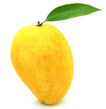 Ayurveda Guru: Benefits of Mango