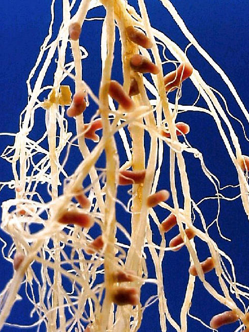 BIOLOGÍA: DOS CEPAS DE RHIZOBIUM FAVORECE LA PRODUCCIÓN EN TOMATES Y ...
