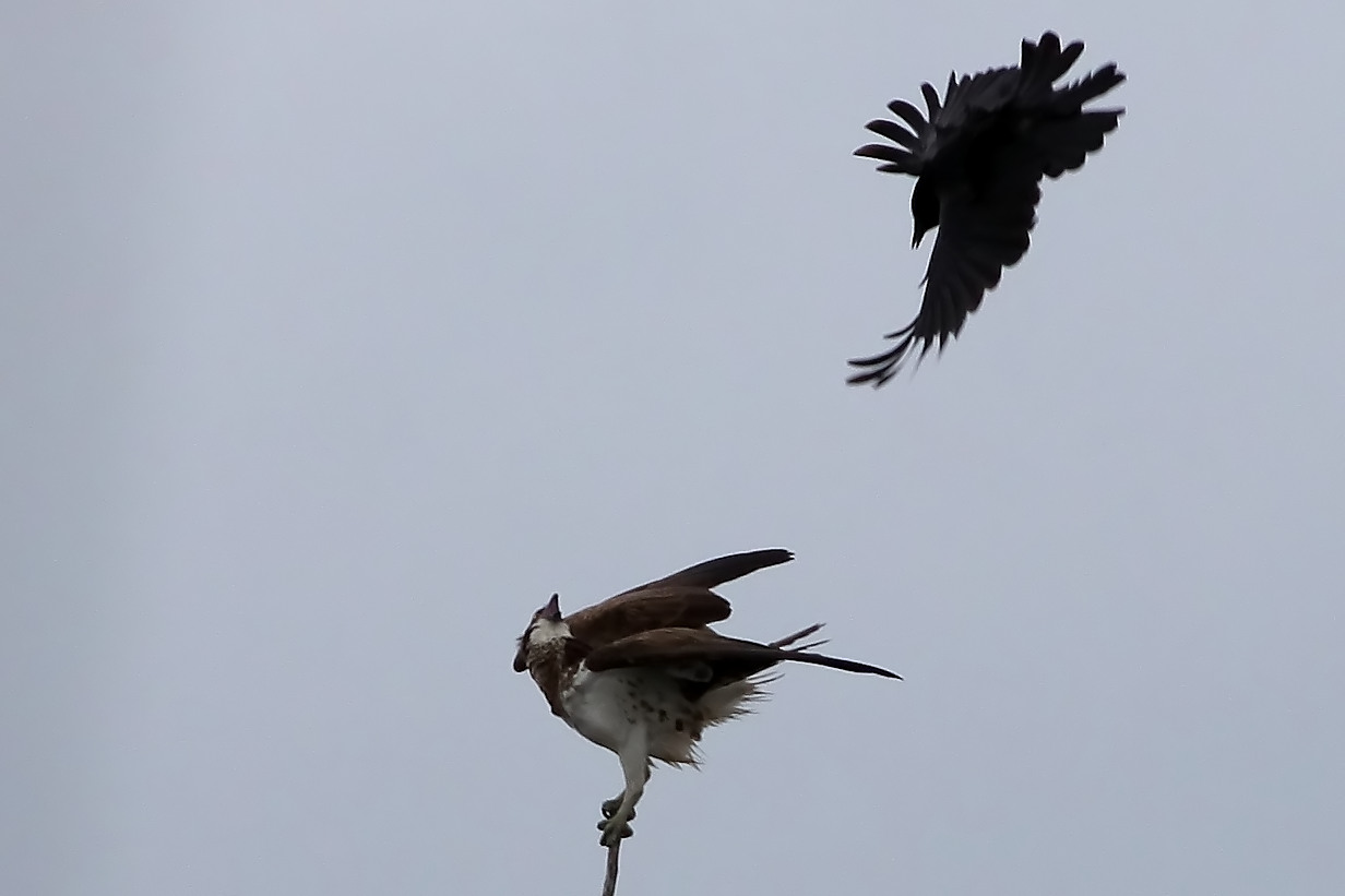 The world around me: Crow attack!