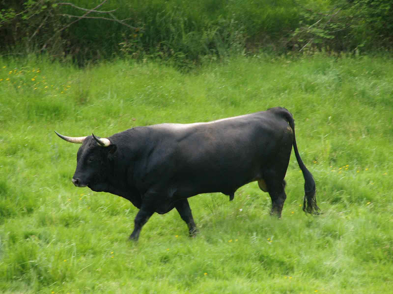 COMILLAS 4M.12: Toro tudanco en Rioturbio"