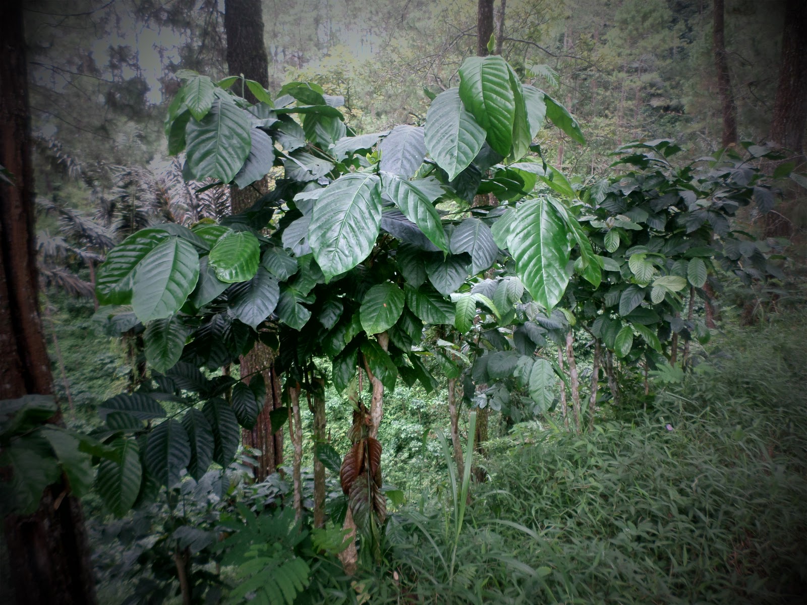 Ciri Ciri Fisik Tanaman Kopi Robusta - Kopi Palasan