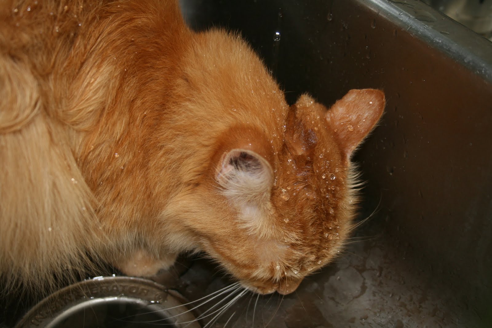 Why is My Cat so Sad?: Mingus & Mythotherapy