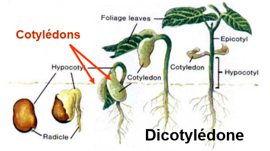 Définition des Angiospermes | Bio faculté