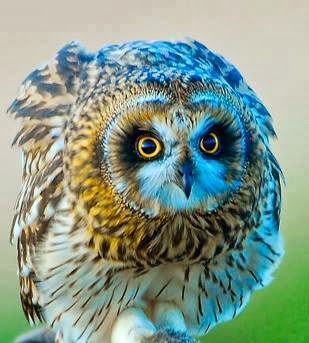 Owl Bird ~ Stunning nature
