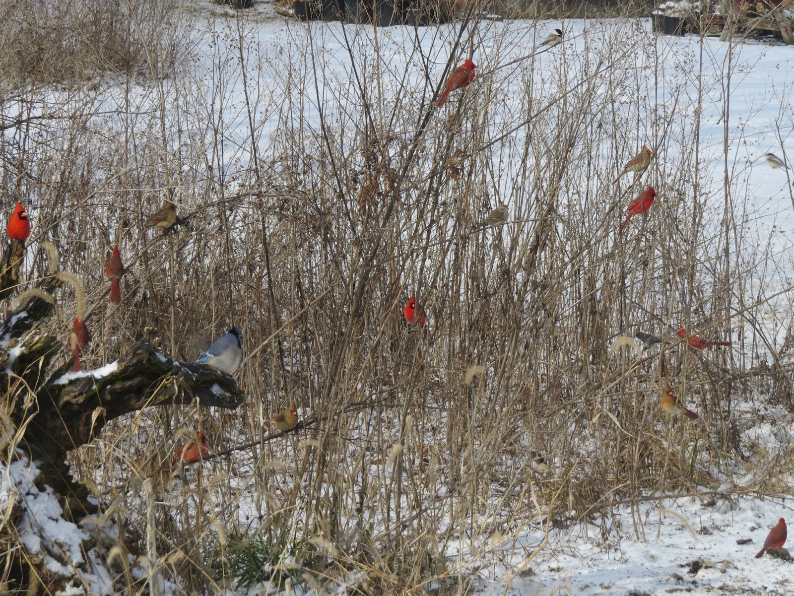 Blue Jay Barrens: 2017 Blue Jay Status