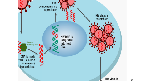 Pathophysiology « Needdaily.net