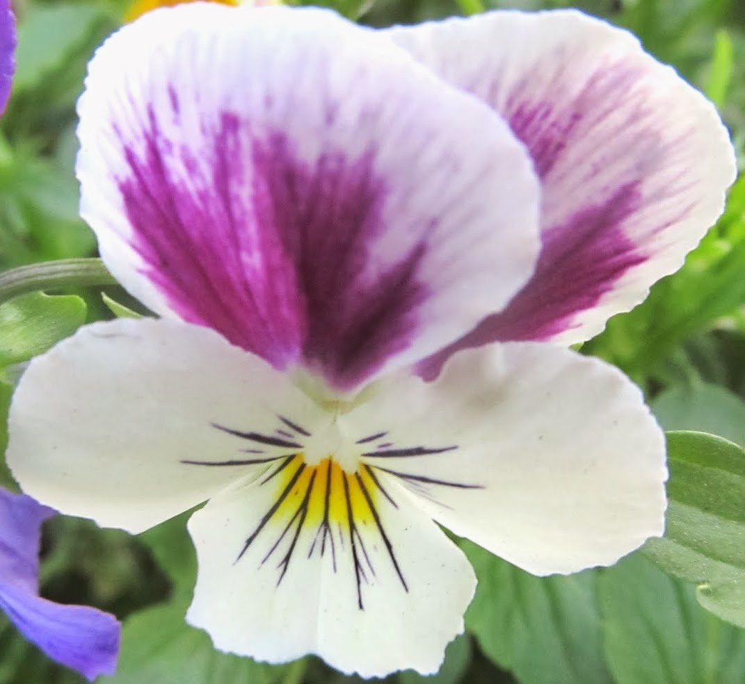 NATURAL & UNIQUE PHOTOGRAPHY: PANSY FLOWER VARIETIES IN THE GARDEN