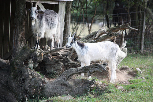 Behind the French Menu: Chèvre and Chevreau or Cabri – Goat’s Cheese ...