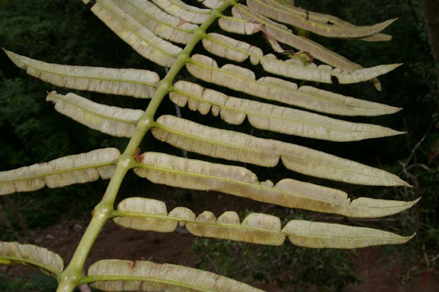 FAMILIA DE HELECHOS EN PUERTO RICO: MARATTIACEAE DANAEA