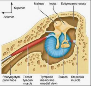 Natural, Scientific and Medical Wonders: The tiniest muscle, Stapedius ...