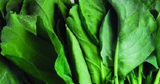 Cara Menanam Kailan Yang benar | inspirasi sehat id