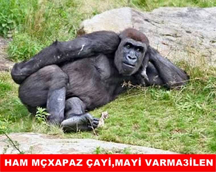 ARHAVİ ARKABİ HACİŞİ: Lazca