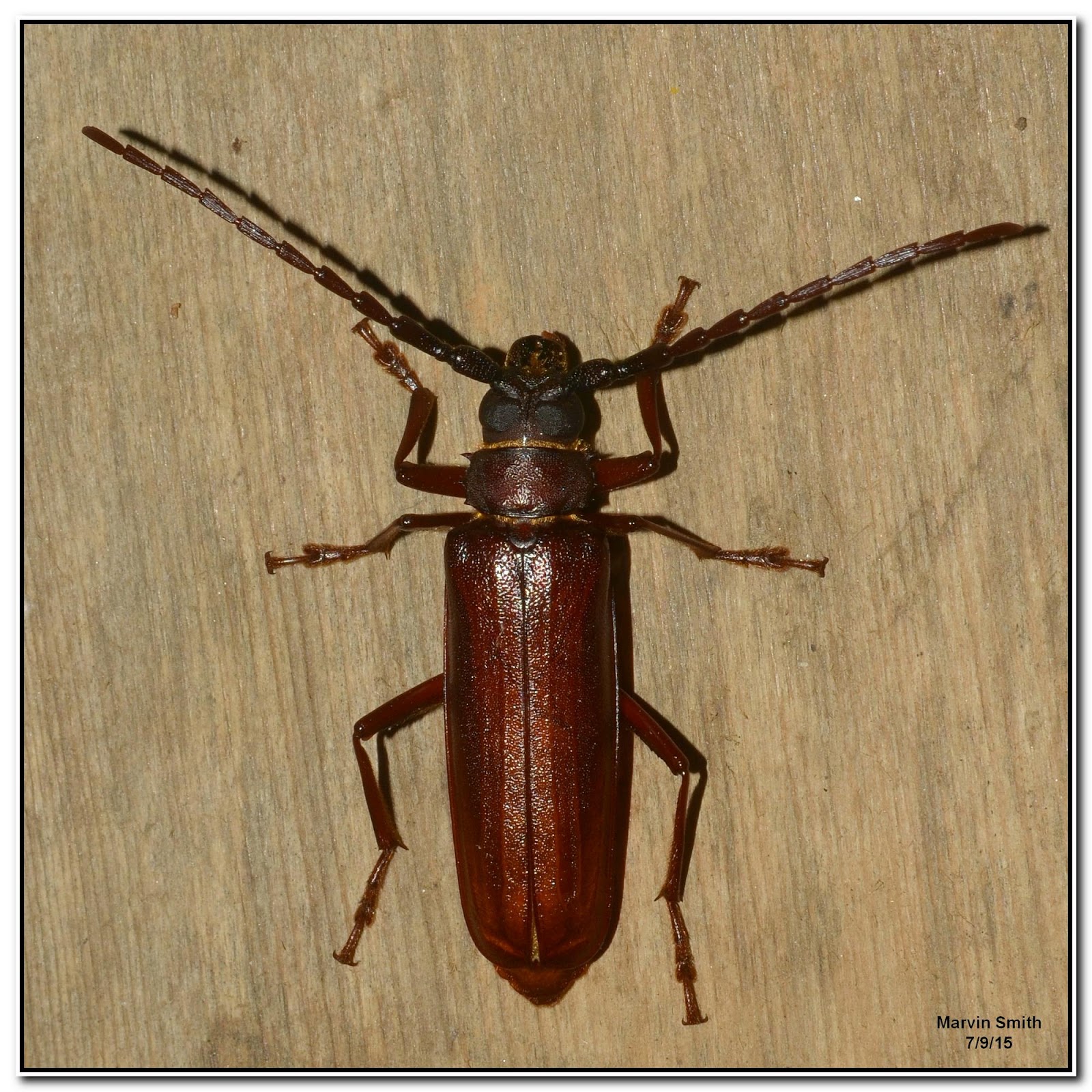Nature in the Ozarks: 2015