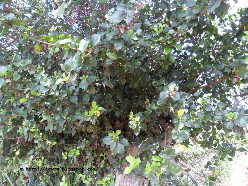 Sheora Gachh(শেওড়া গাছ) - Trophis aspera