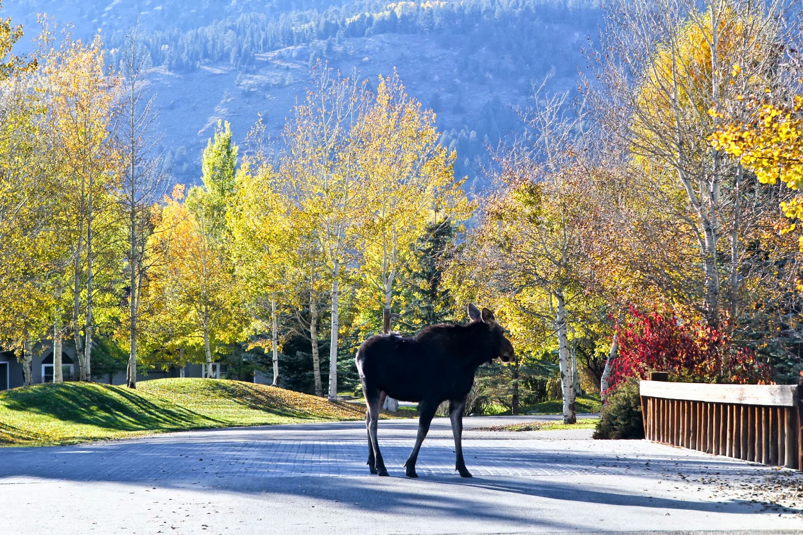 A Little Cuppa Tea: Fall: Sundance, Utah & Wyoming