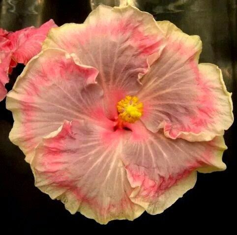 Hibiscus/Joba flower02