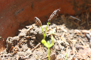 COCA SEEDS : Coca seeds for sale (order) from Peru