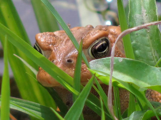 Spring Peeper | The Biggest Animals Kingdom