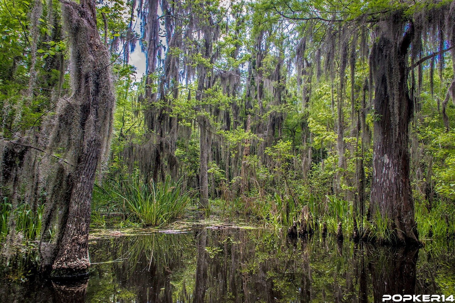 popker: Honey Island Swamp
