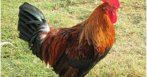 VILLAGE GENIUS: THE USE OF LOCAL FOWLS IN IGBO LAND