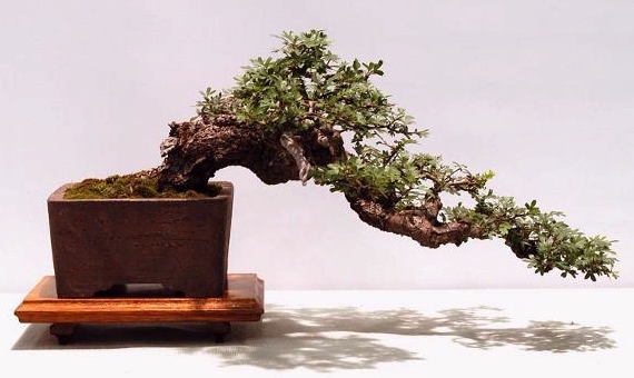 Semi cascade Bonsai style (Han-kengai) - About Bonsai
