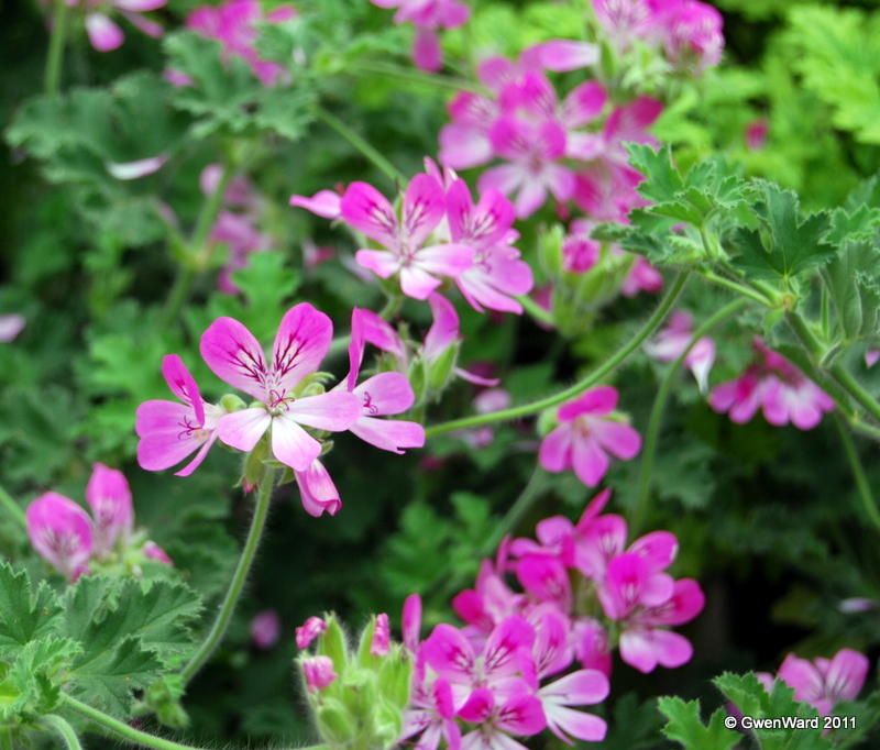 PERFECT PELARGONIUMS: Pink Capitatum - A rose scented reminder of summer