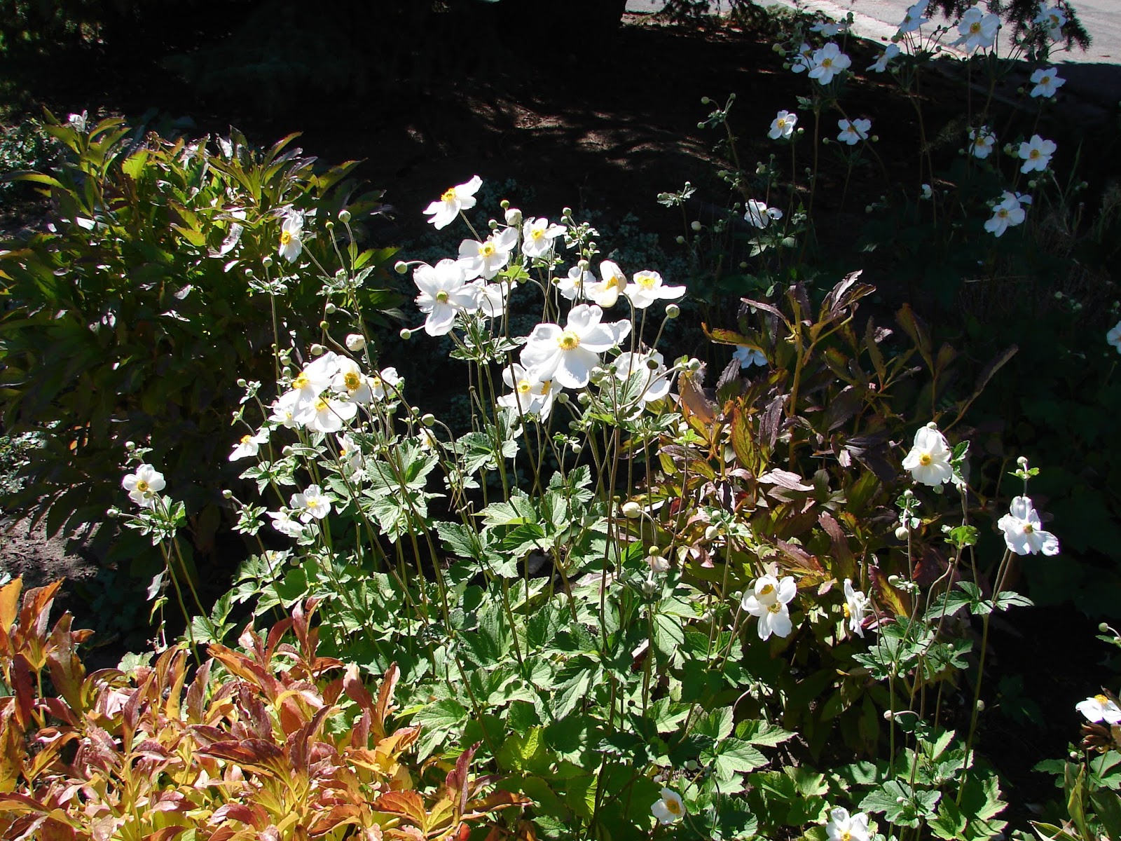 New Utah Gardener: Fall Blooming Anemone - Flowers In September and ...