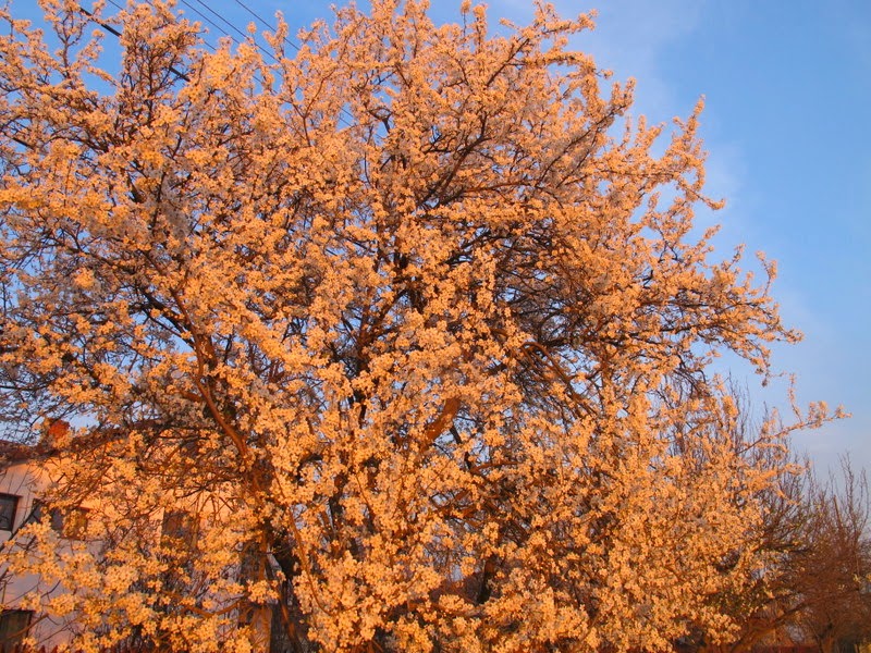 Floarea -bunica: Reflexii in oglinda ! -Zarzari infloriti