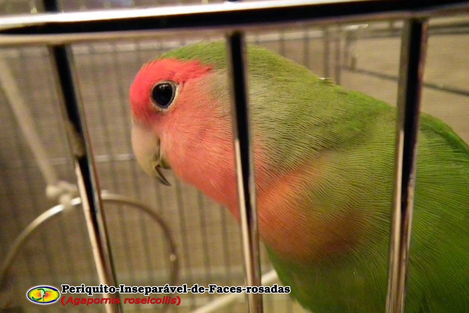 Zoologia: Periquito-Inseparável-de-faces-rosadas (Agapornis roseicollis)