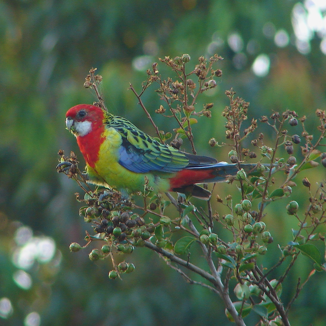 Snap Happy Birding: Eastern Rosella