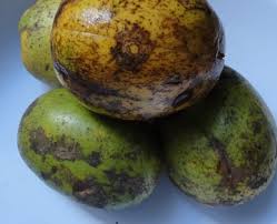 EL MAÑANERO NOTICIAS - SAPOSOA: EL TAPERIBA CONOCIDO COMO MANGO CIRUELO