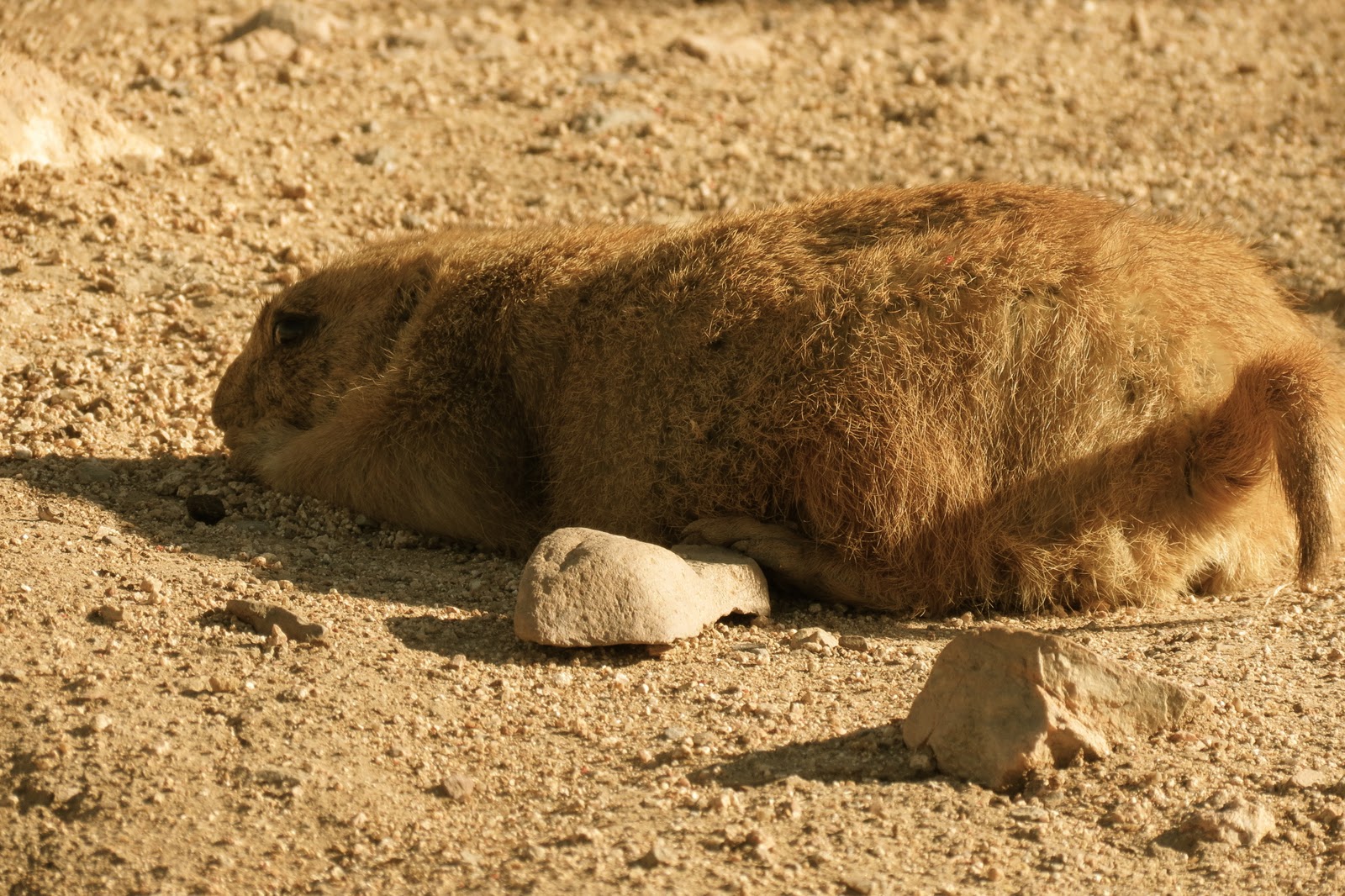 In the Desert...: Rotund Prairie Dog :)