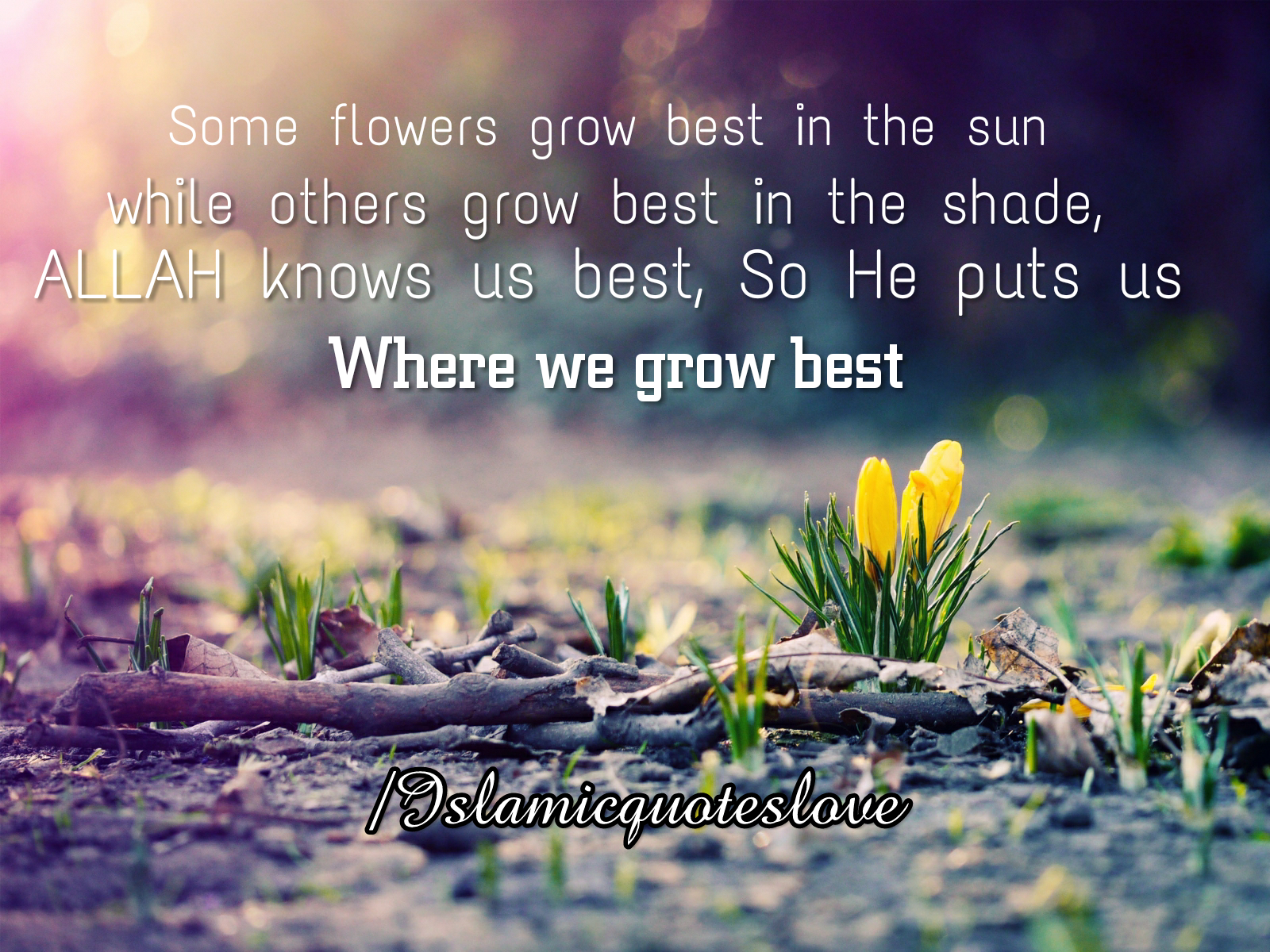 Islamic Quote: ALLAH (SWT) ALWAYS KNOWS WHAT IS THE BEST FOR US, SO HE ...