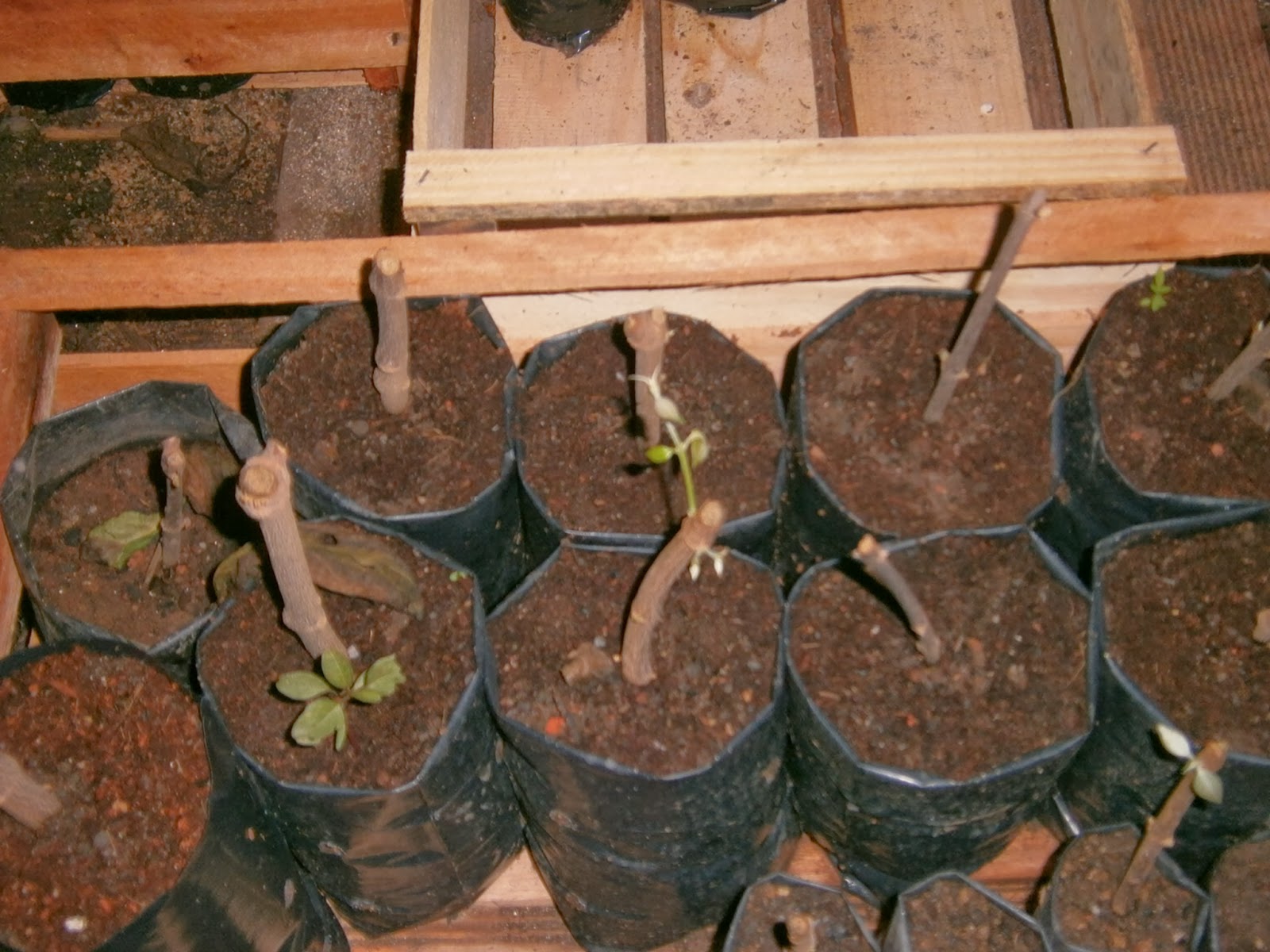 Zelando pela Chacrona e pelo Jagube: Estacas de Caupuri