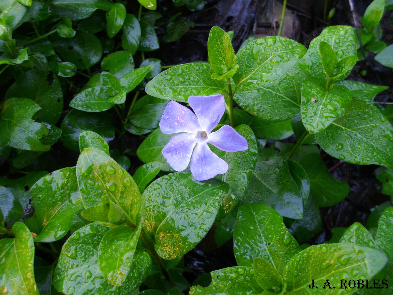 Silencio verde, la vida...: Vinca major (vinca mayor, hierba doncella ...