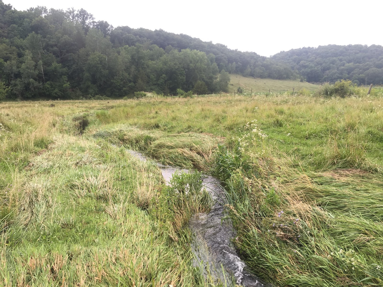 Trout Stream Day Dreams: Big Fish, Tiny Stream