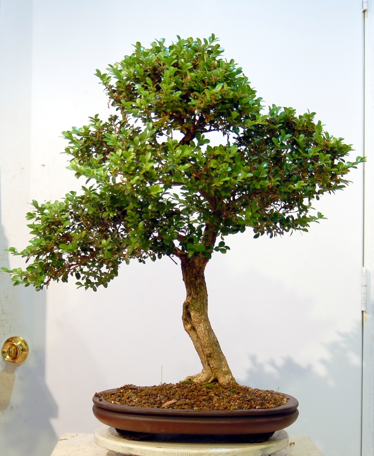 Heart of Texas Bonsai: Japanese Boxwood #3 - the Cemetary Boxwood