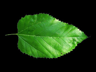 3D Modelling: Alpha Mapping