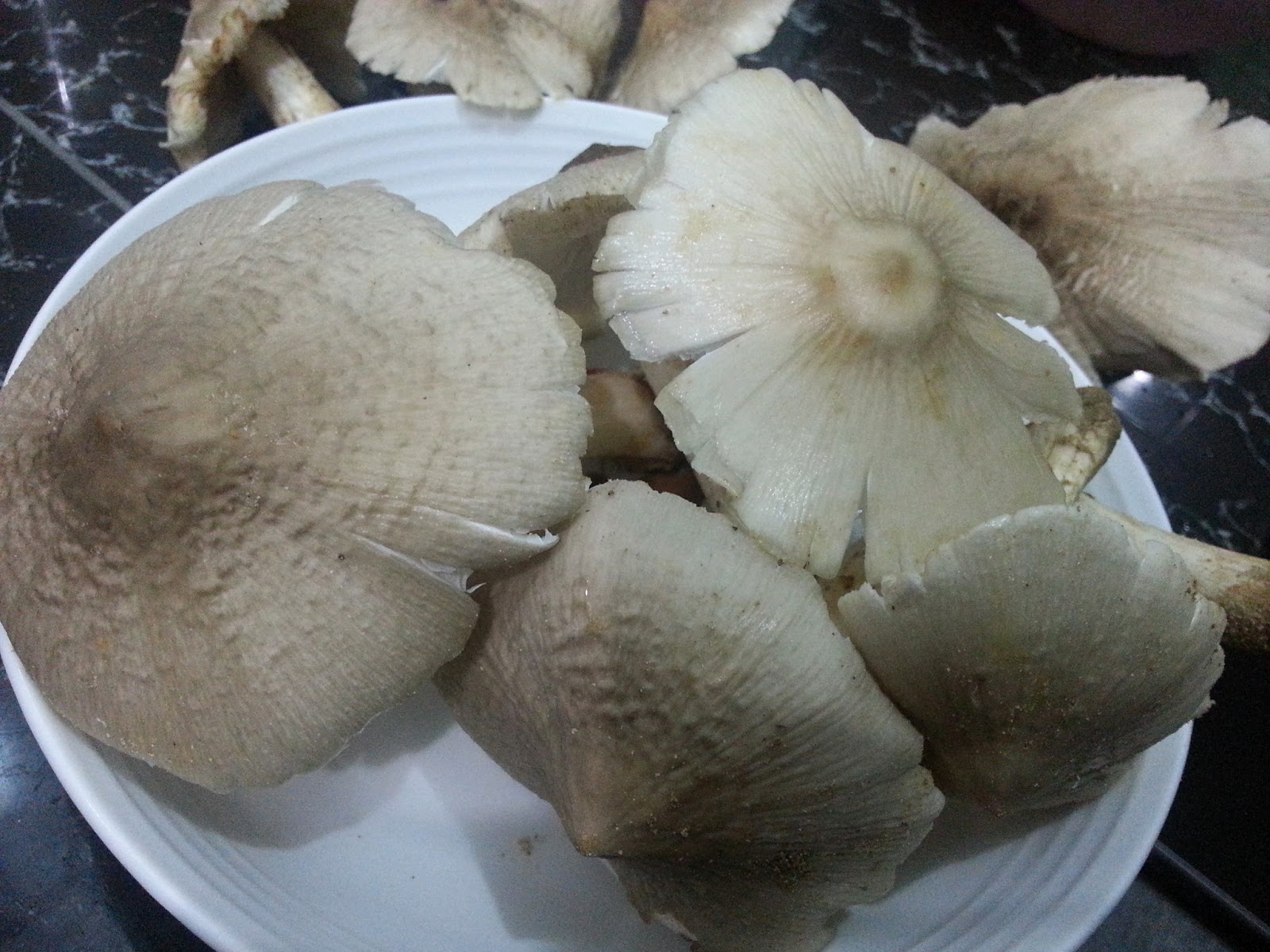 Hati-hati Memilih Cendawan ~ SuteraUngu87