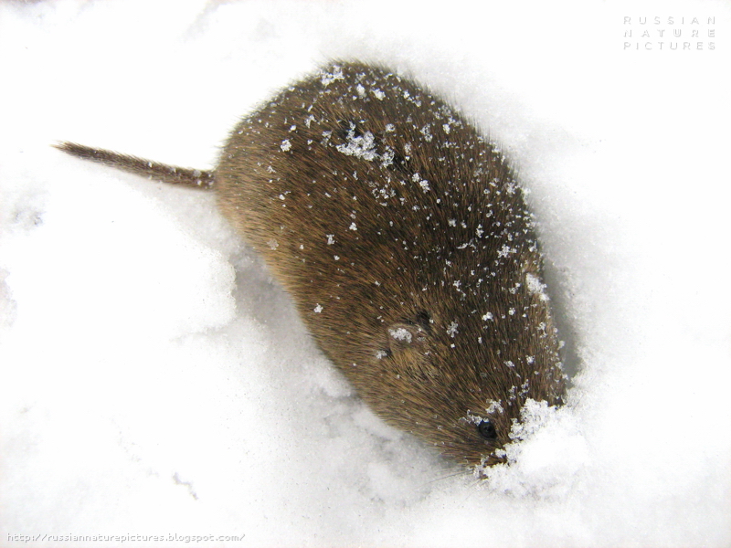 Russian Nature Pictures